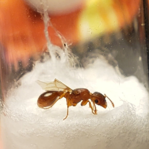 Myrmica Colony In Test Tube – Washington Ants