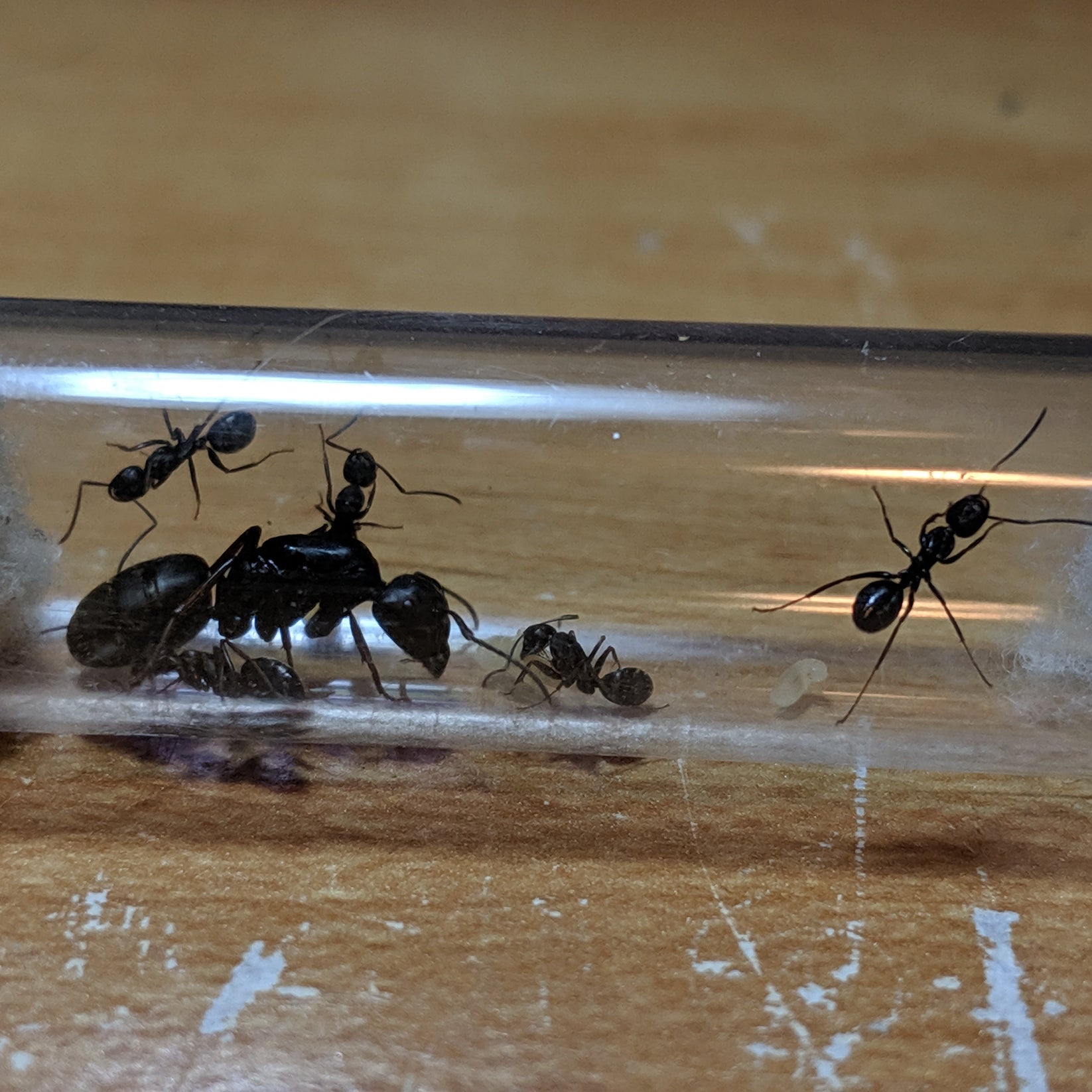 Camponotus modoc Colony In Test Tube – Washington Ants