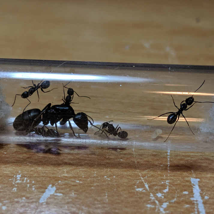 Camponotus modoc Colony In Test Tube – Washington Ants