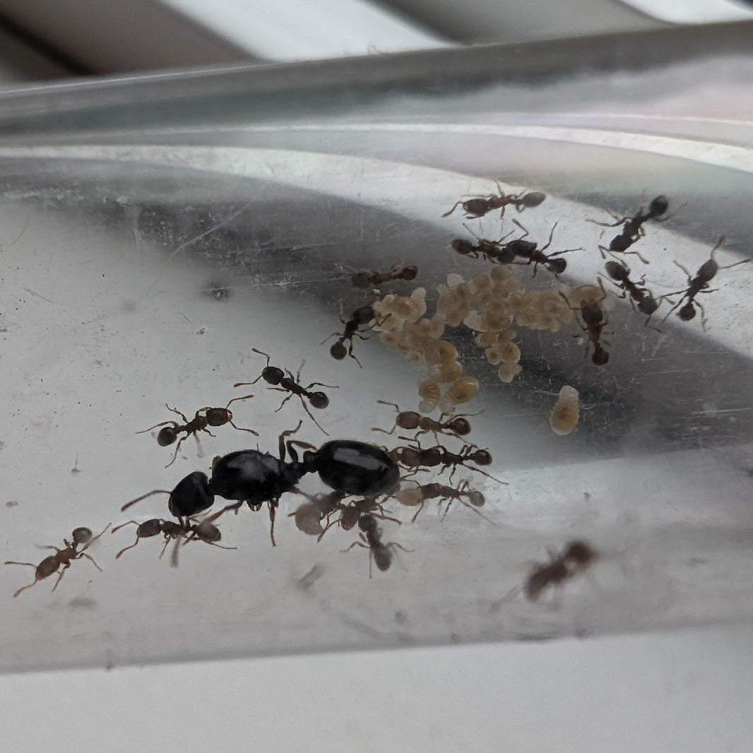 Ant Colonies – Washington Ants