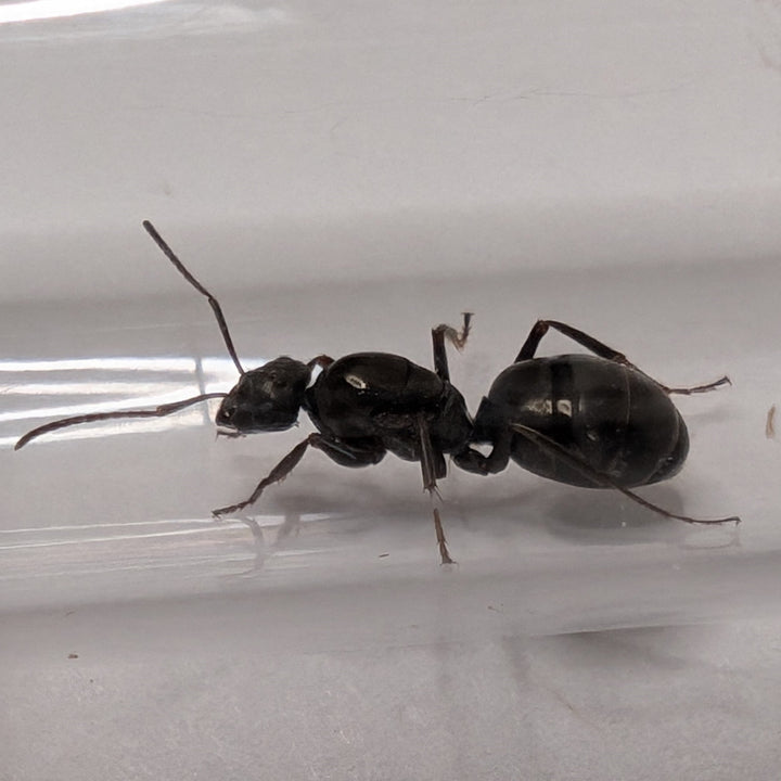 Washington Ants