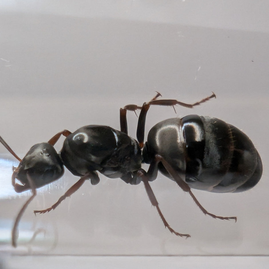 Washington Ants